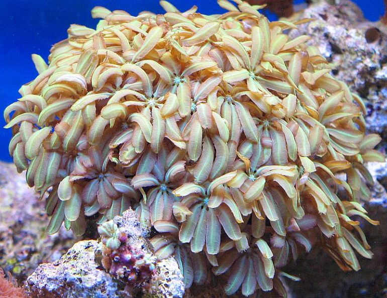Tubipora musica - Pipe Organ is the Octocoral Polyp with a Skeleton ...