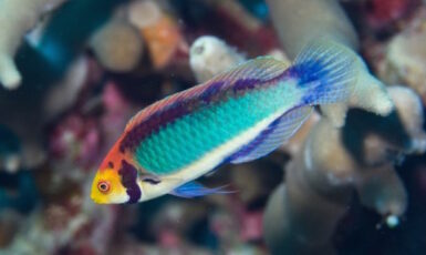 Cirrhilabrus aquamarinus & C. chaliasi, Two Classic Fairy Wrasses Get ...