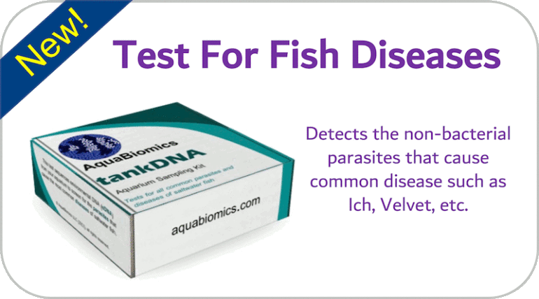Can You Test for Fish Diseases? AquaBiomics Thanks So! | Reef Builders ...