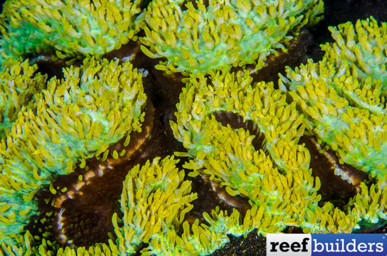 This is why Lobophyllia flabelliformis is Called ‘Carpet Lobo’ | Reef ...