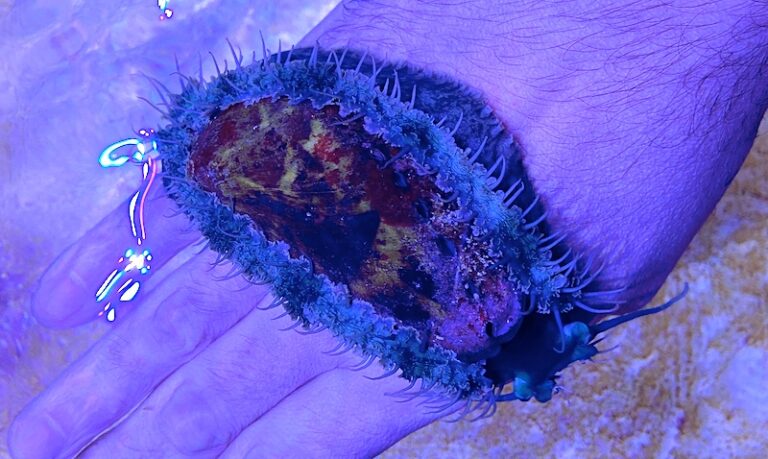 Abalones are Fascinating and Long Lived Aquarium Animals | Reef ...