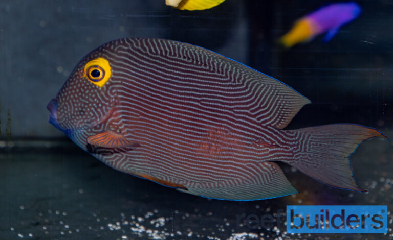 Kole Tang & Squaretail Tang Comparison | Reef Builders | The Reef and ...