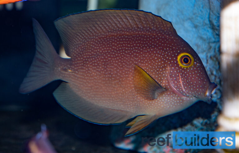 Kole Tang & Squaretail Tang Comparison | Reef Builders | The Reef and ...