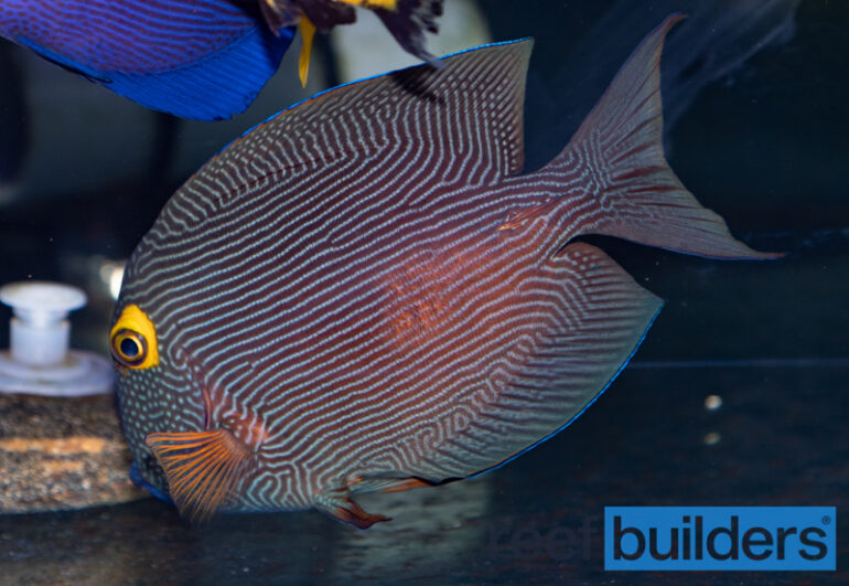 Kole Tang & Squaretail Tang Comparison | Reef Builders | The Reef and ...