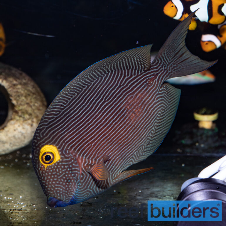 Kole Tang & Squaretail Tang Comparison | Reef Builders | The Reef and ...