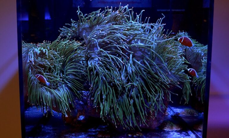 The Inspiring Anemone Cube of Aquarium Design Group | Reef Builders ...