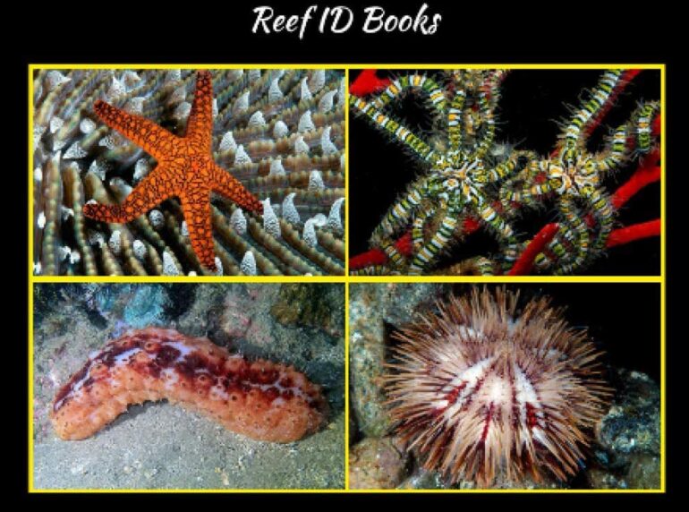 Starfishes and Other Echinoderms Book Review | Reef Builders | The Reef ...