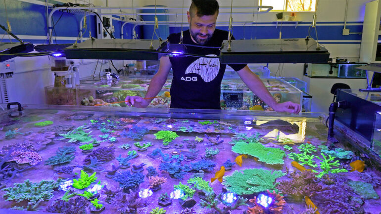 The Funnest Part of Reefing with Happy Little Corals | Reef Builders ...