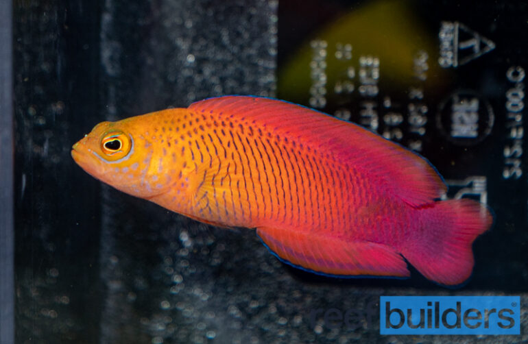Cypho purpurascens is a Rare Dottyback You Can Actually Get | Reef ...