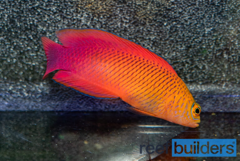 Cypho purpurascens is a Rare Dottyback You Can Actually Get | Reef ...