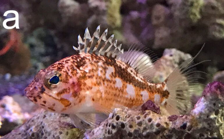 Plectranthias kojiorum, an Attractive New Species of Marbled Perchlet ...