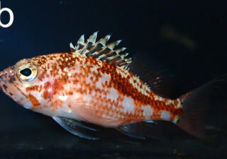 Tag: Plectranthias | Reef Builders | The Reef and Saltwater Aquarium Blog