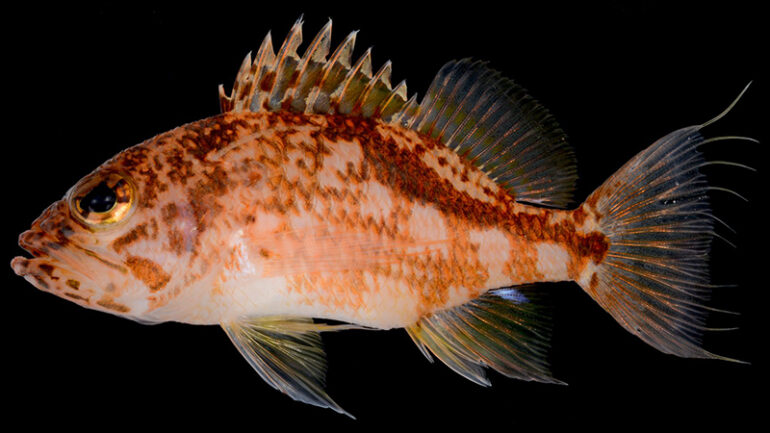 Plectranthias kojiorum, an Attractive New Species of Marbled Perchlet ...