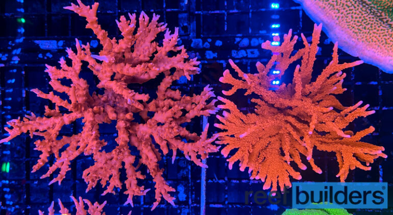 Thin Branching Red Montipora & Anacropora Comparison | Reef Builders ...