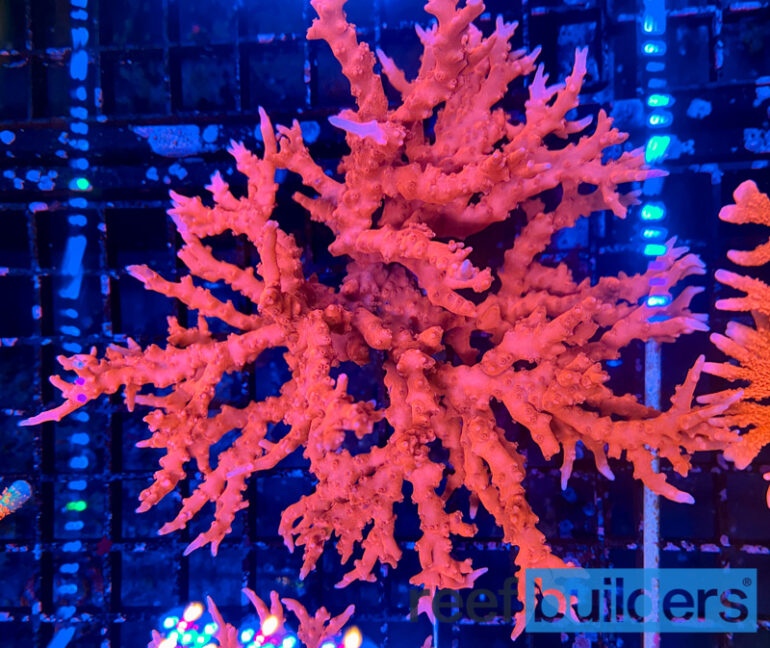 Thin Branching Red Montipora & Anacropora Comparison | Reef Builders ...