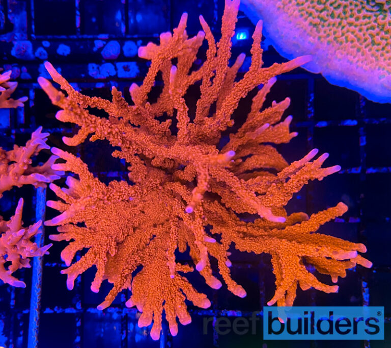 Thin Branching Red Montipora & Anacropora Comparison | Reef Builders ...
