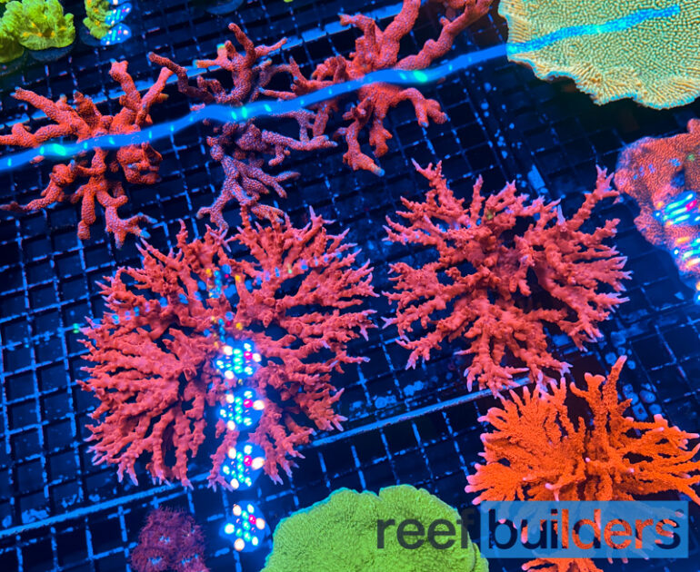 Thin Branching Red Montipora & Anacropora Comparison | Reef Builders ...