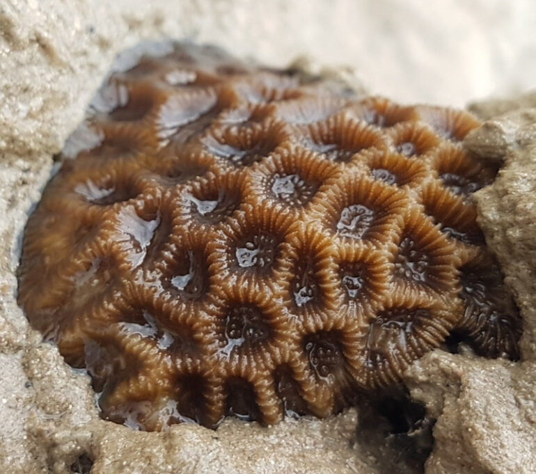 Coelastrea, Red-headed Stepchild of the Merulinidae | Reef Builders ...