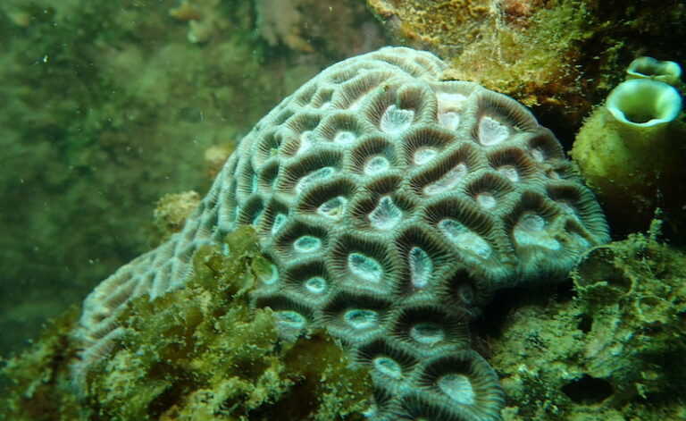 Coelastrea, Red-headed Stepchild of the Merulinidae | Reef Builders ...