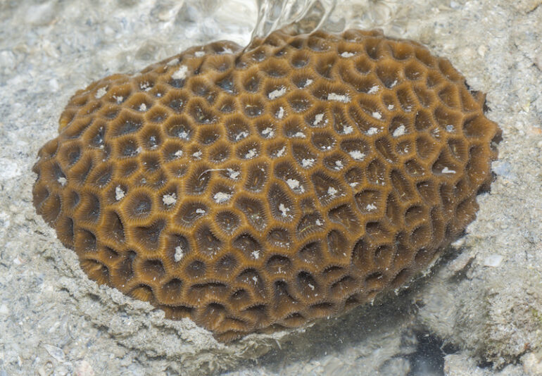 Coelastrea, Red-headed Stepchild of the Merulinidae | Reef Builders ...