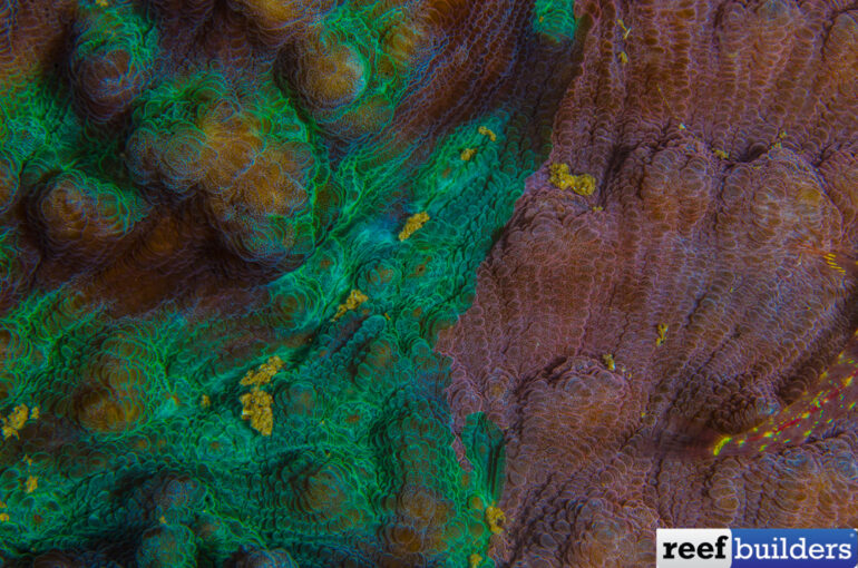 Ultimate Mycedium Chalice Corals Spotted in Indonesia | Reef Builders ...