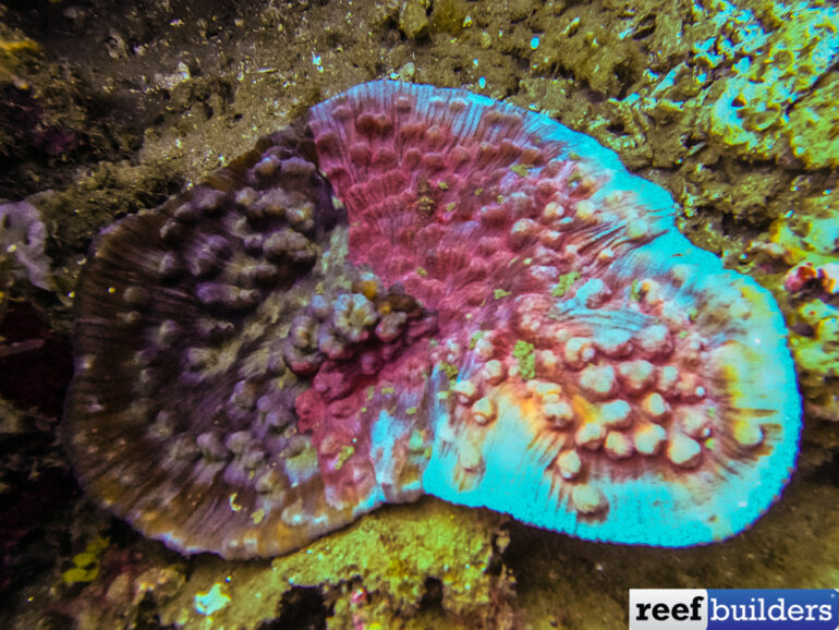 Ultimate Mycedium Chalice Corals Spotted in Indonesia | Reef Builders ...