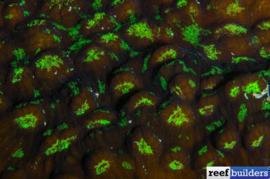 Ultimate Mycedium Chalice Corals Spotted in Indonesia | Reef Builders ...