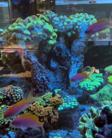 Captive Bubble coral bommie is 24 years young | Reef Builders | The ...