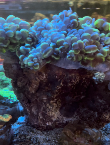 Captive Bubble coral bommie is 24 years young | Reef Builders | The ...