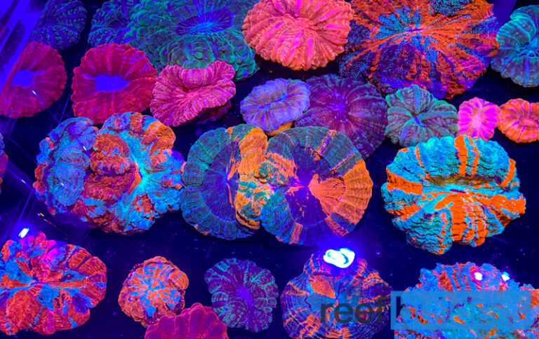 The Outstanding LPS Corals of AquaShella Dallas | Reef Builders | The ...