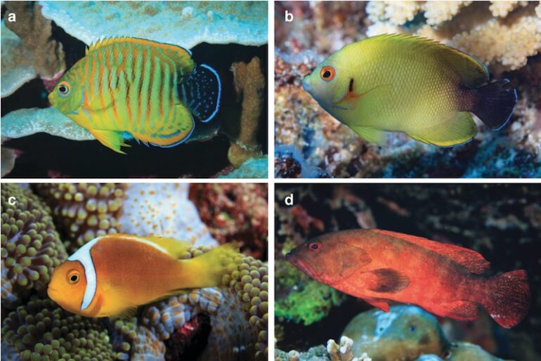 Hybrid Reef Fish and Corals Are Much More Common Than We Knew | Reef ...