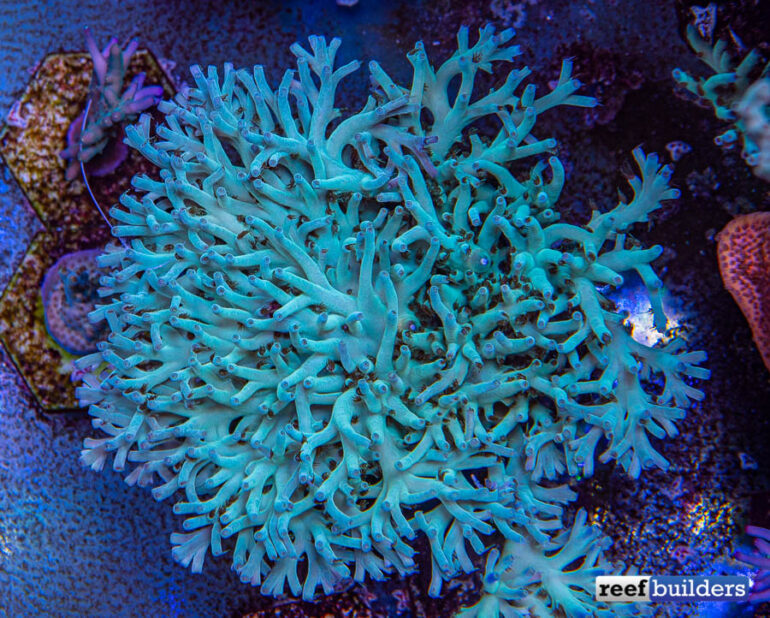 Bali Deepwater Acros Will Forever Be Our Favorite Exotic Corals | Reef ...