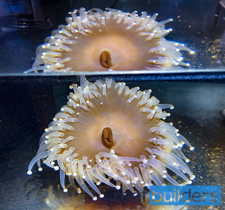 I Got Stung By a Ball-Tentacle Shroom! | Reef Builders | The Reef and ...