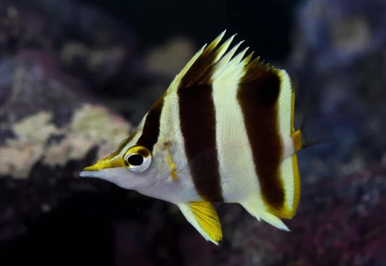 Rare Prognathodes geminus Photographed in Stunning Detail | Reef ...
