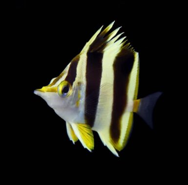 Rare Prognathodes geminus Photographed in Stunning Detail | Reef ...