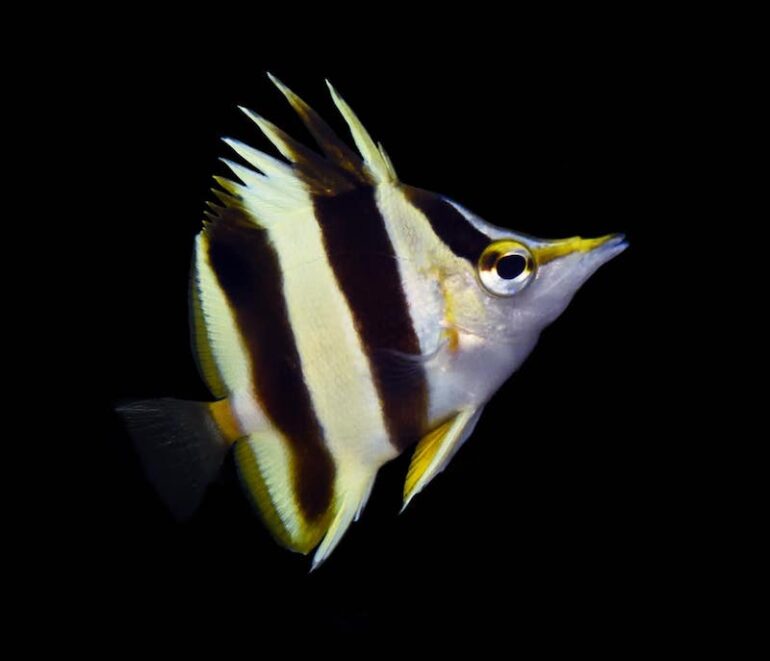 Rare Prognathodes geminus Photographed in Stunning Detail | Reef ...