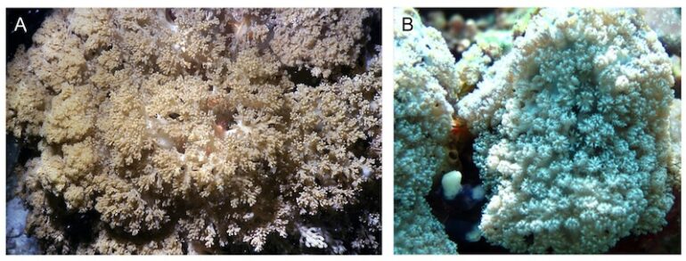 Sympodium Grows by a Whopping Seven New Species | Reef Builders | The ...