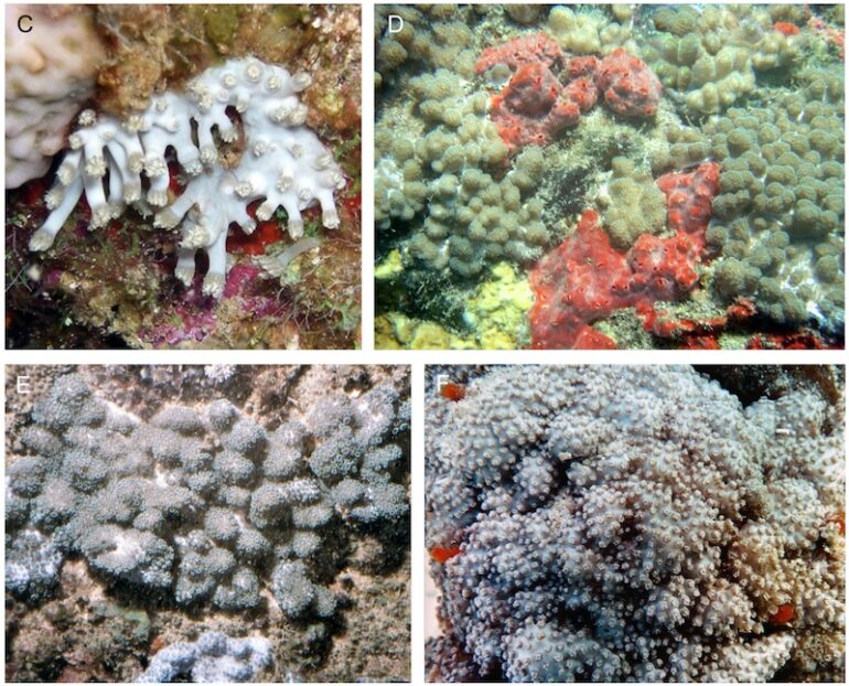 Sympodium Grows by a Whopping Seven New Species | Reef Builders | The ...
