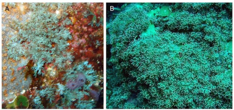 Sympodium Grows by a Whopping Seven New Species | Reef Builders | The ...