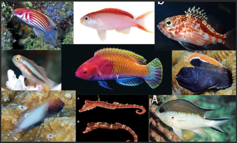 Top 10 New Fish Species of 2021 | Reef Builders | The Reef and ...