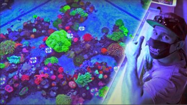 A Realistic Video of World Wide Coral’s Amazing Collection | Reef ...