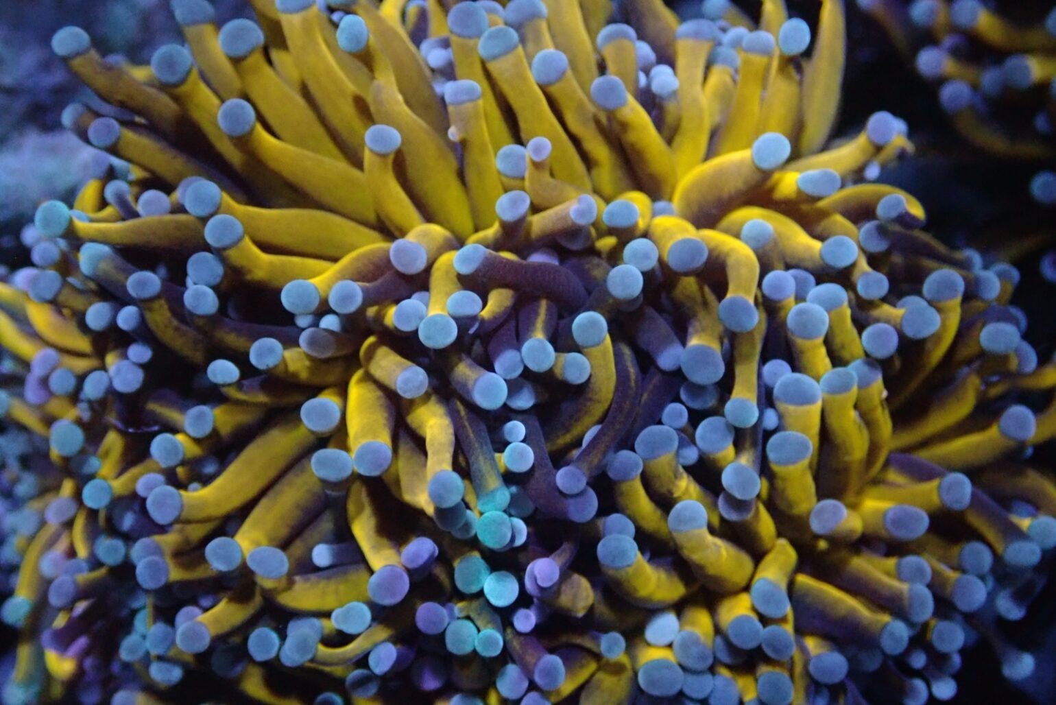 The EU Bans Five Important Australian Corals from Import | Reef ...