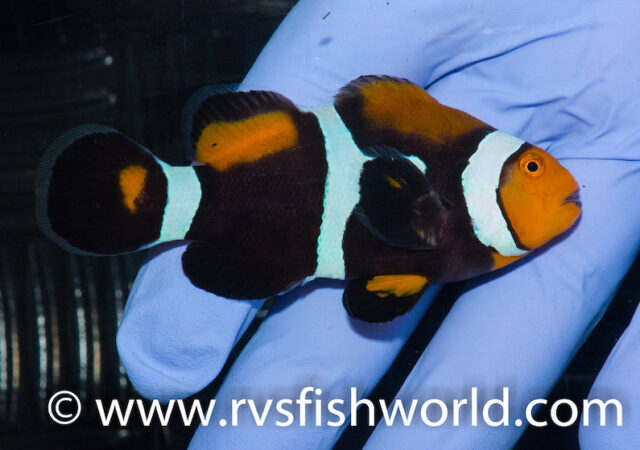 Parade of Pure Perfect Wild Clownfish from Papua New Guinea | Reef ...