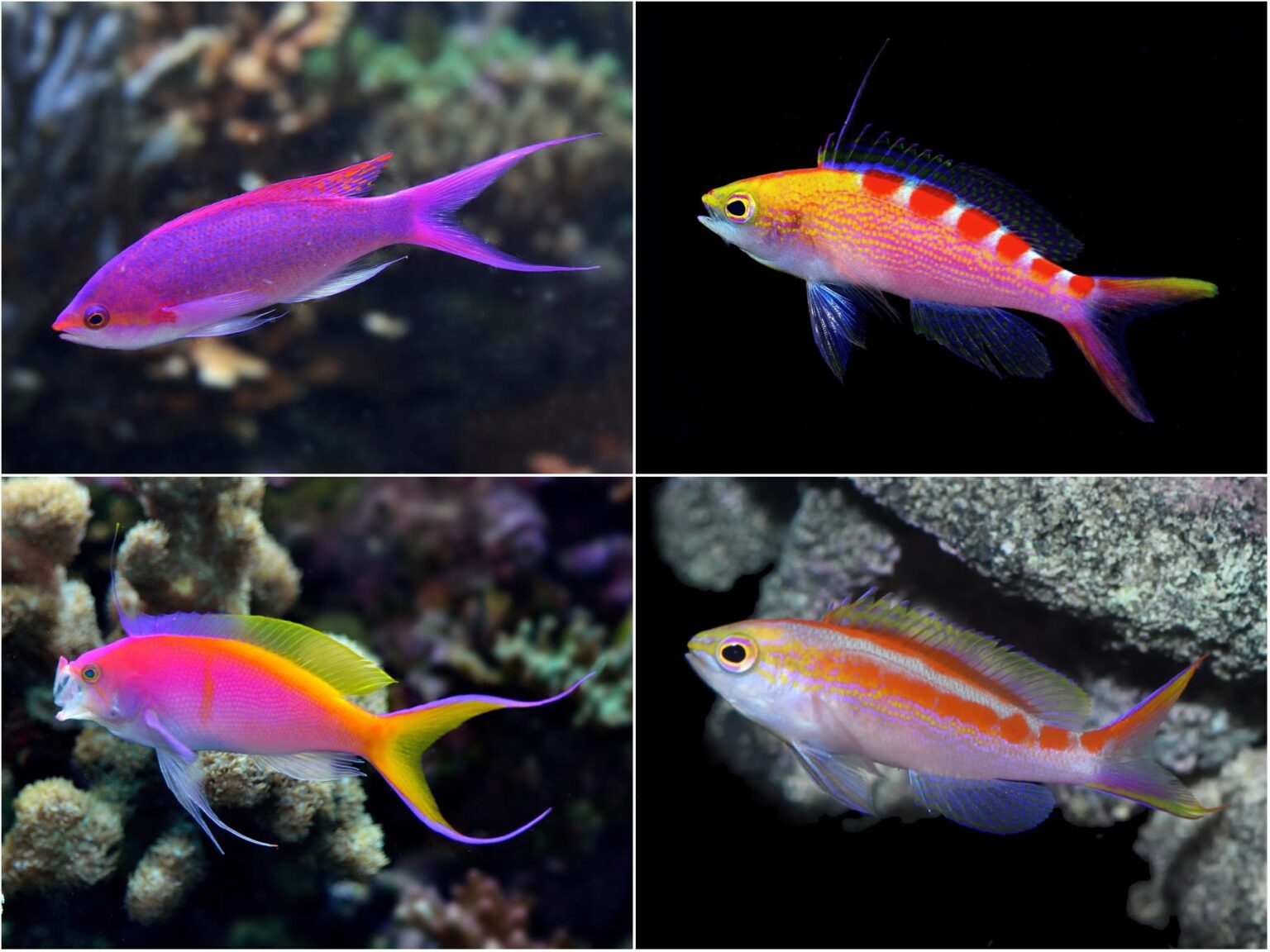 Pyronotanthias, Nemanthias and Mirolabrichthys help to Sort Out the ...