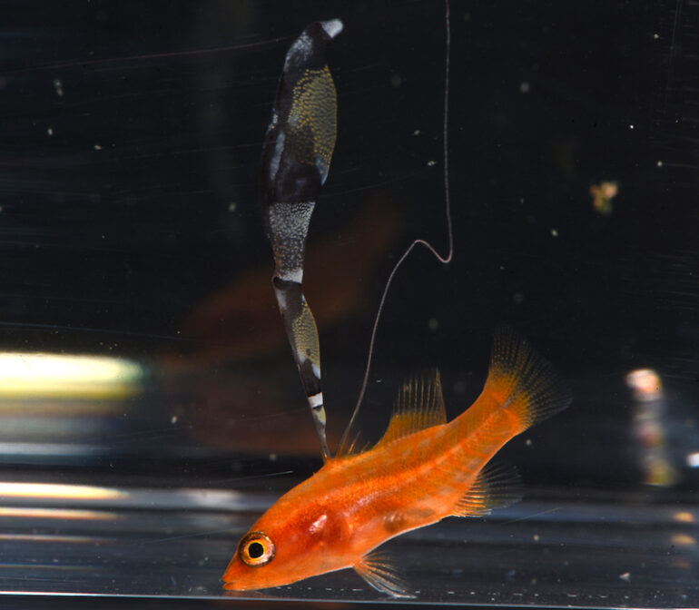 Yellow Tang, Candy Basslet, and Pygmy Angelfish Being Farmed in Japan ...