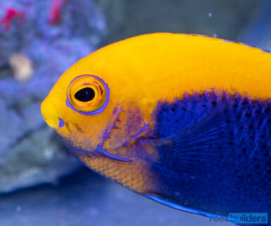 FAQs on Dwarf Angelfish | Reef Builders | The Reef and Saltwater ...