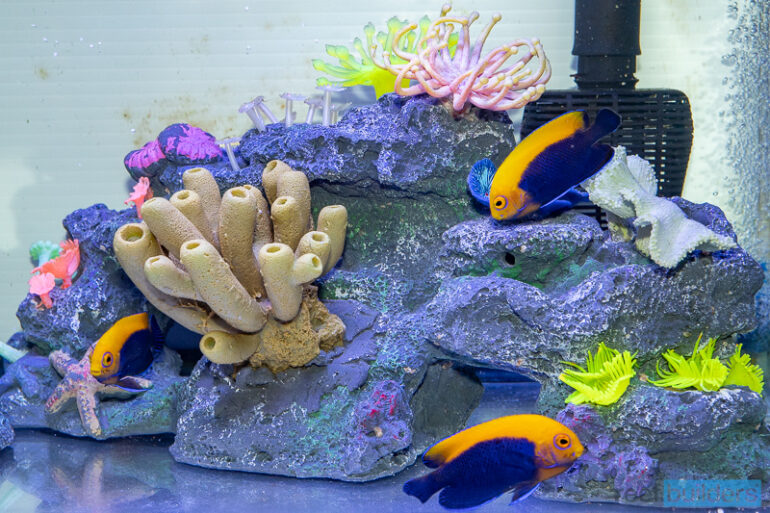 We Finally Got Our Hands on the Brazilian Flameback Angelfish | Reef ...