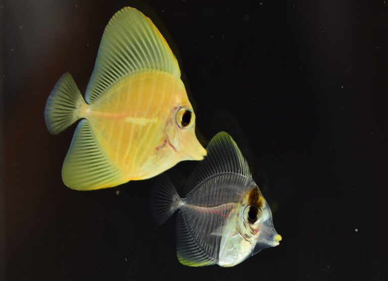 Yellow Tang, Candy Basslet, and Pygmy Angelfish Being Farmed in Japan ...