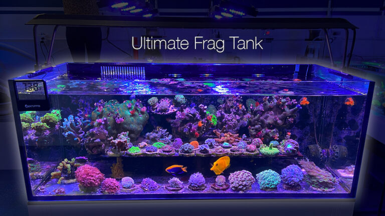 Touring Our Ultimate Frag Tank [Video] | Reef Builders | The Reef and ...