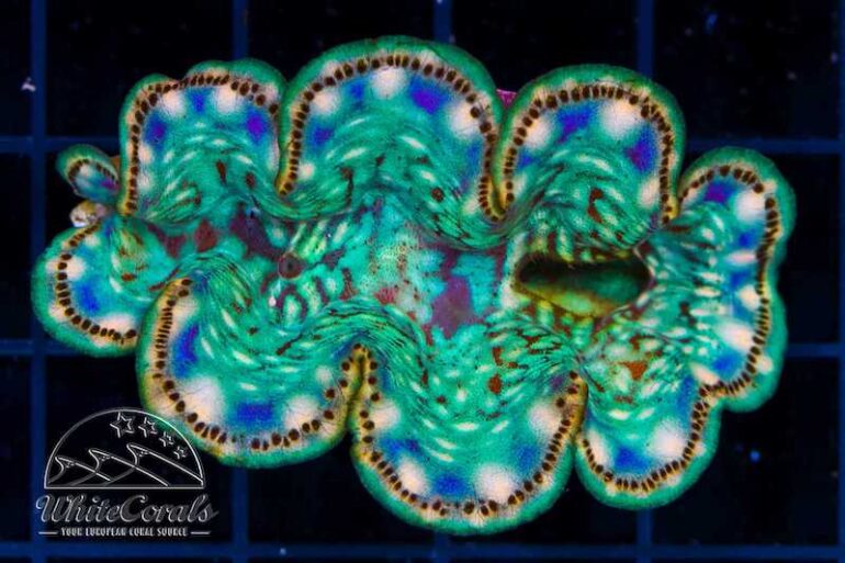 We’ve Never Seen Maxima Clams this Green! | Reef Builders | The Reef ...